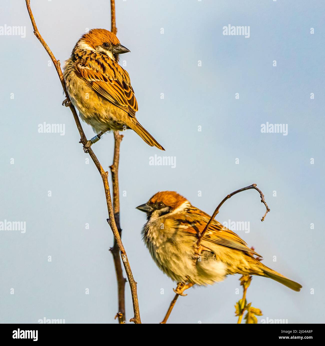 Eurasian sparrow hi-res stock photography and images - Alamy