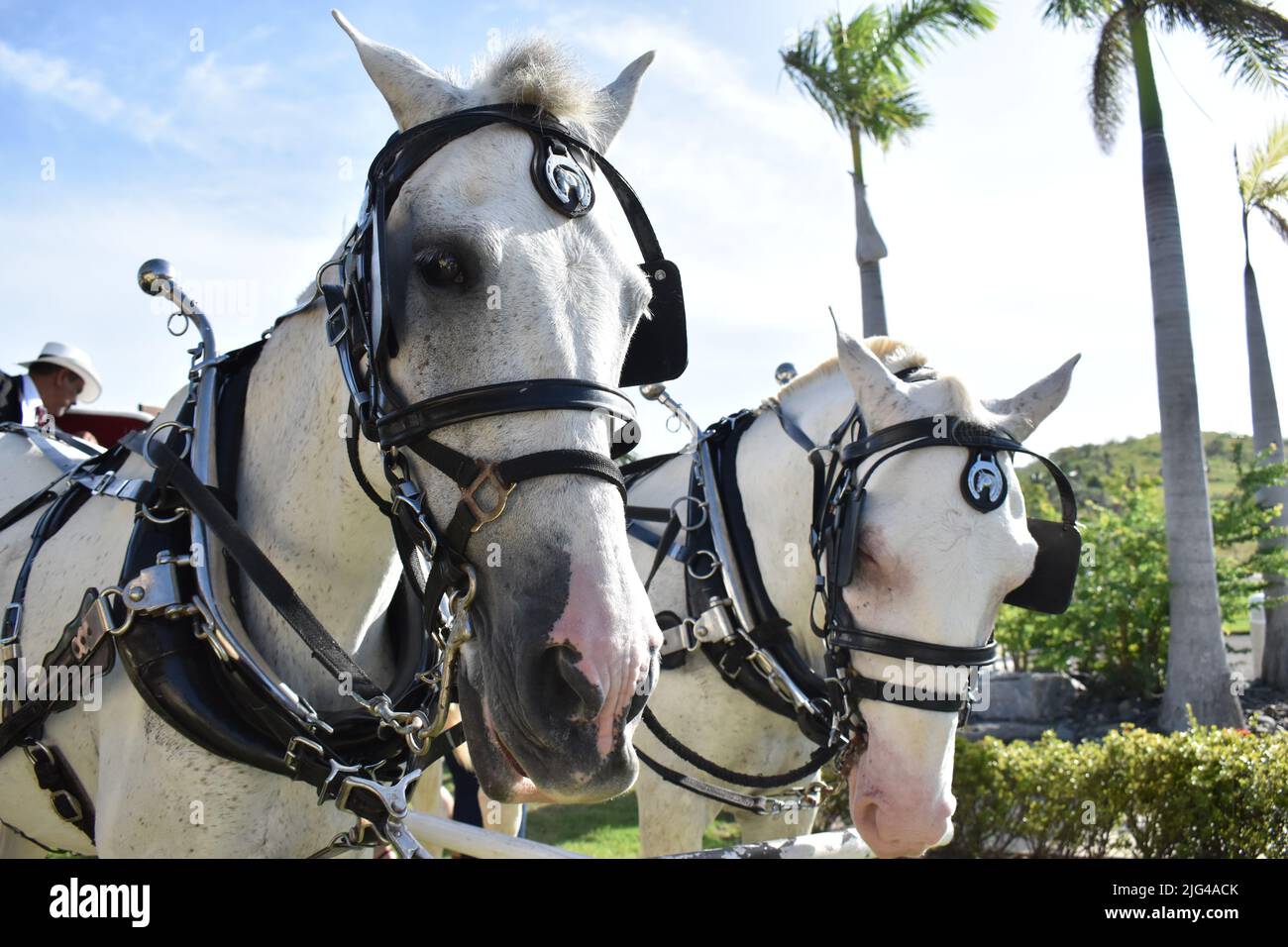 Horses Prepared for the wedding of a princess and her prince Stock ...
