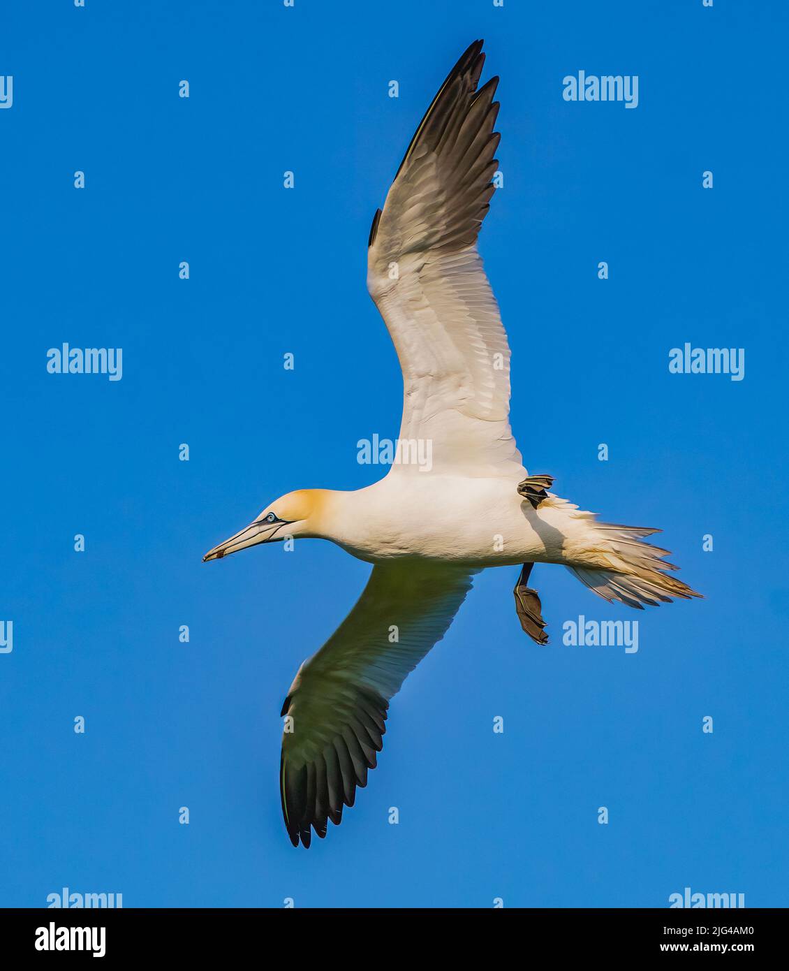 Northern Gannet in Flight Stock Photo - Alamy