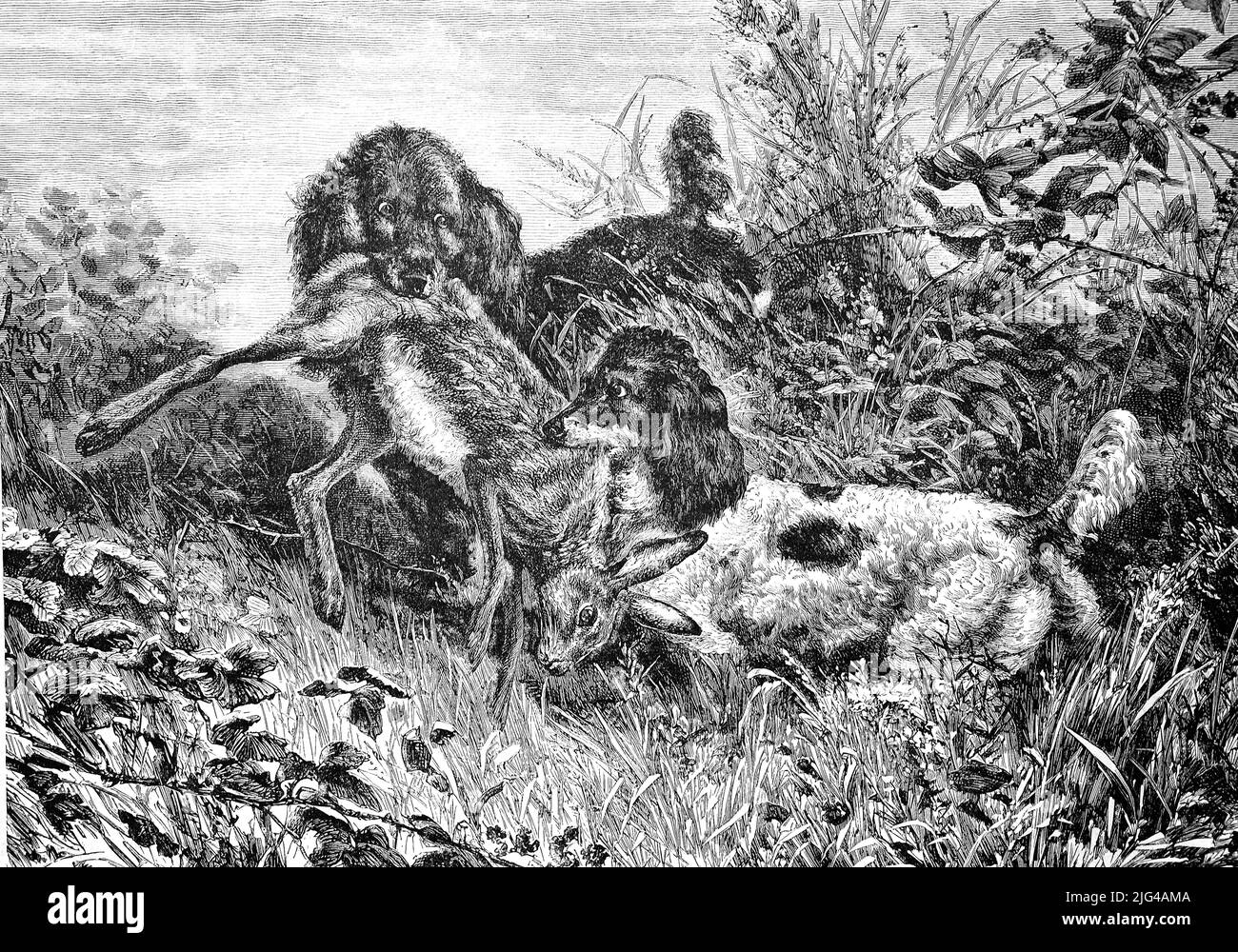 Jagdhunde zeichnung hi-res stock photography and images - Alamy