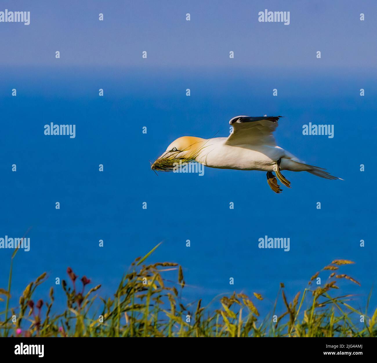 Northern Gannet in Flight Stock Photo - Alamy