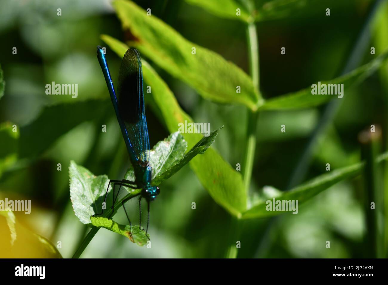 Brideog bhandach hi-res stock photography and images - Alamy