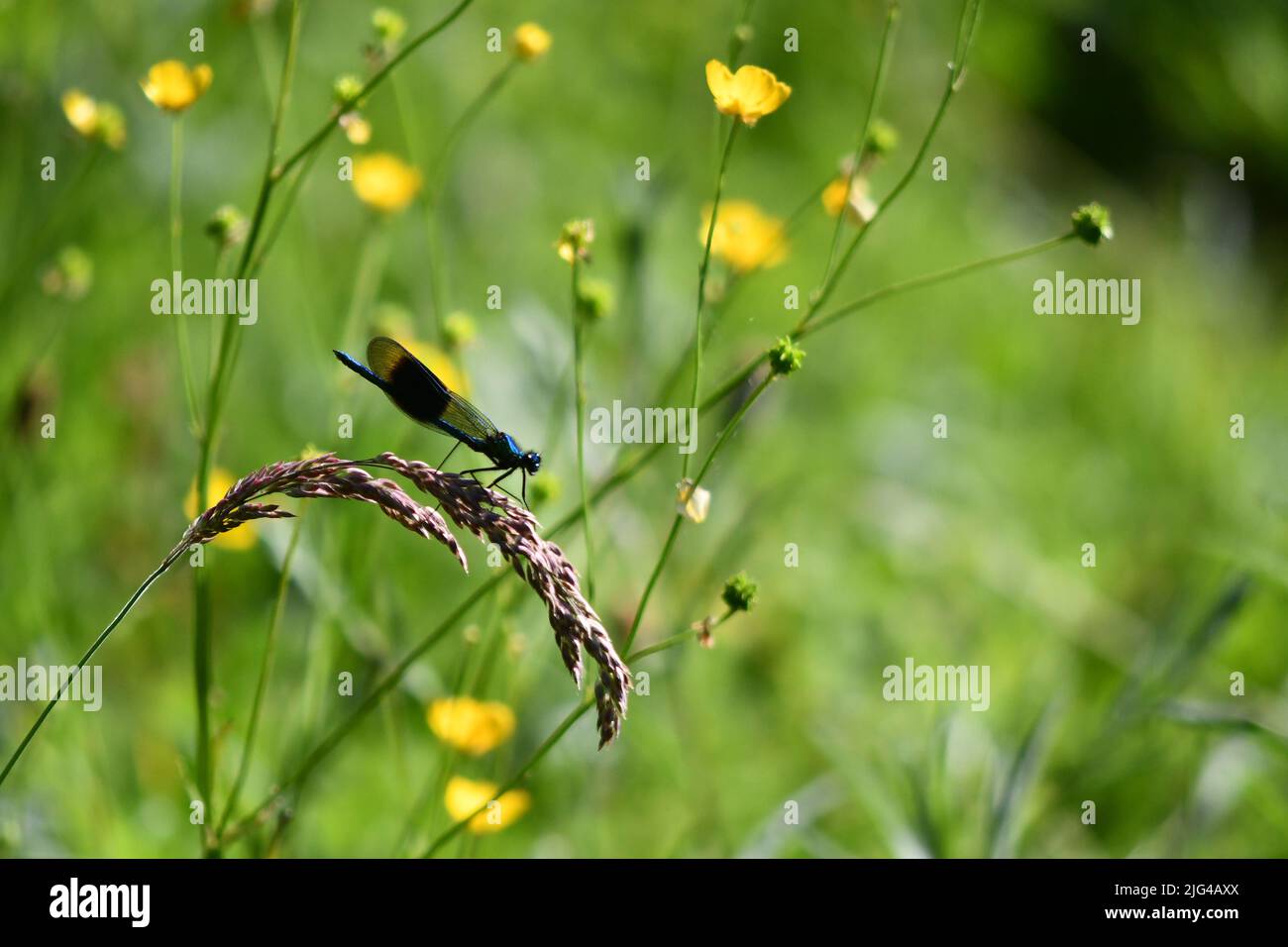 Brideog bhandach hi-res stock photography and images - Alamy