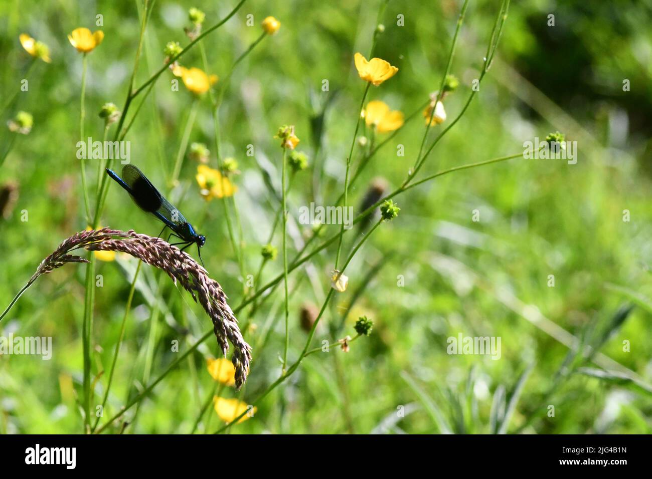 Brideog bhandach hi-res stock photography and images - Alamy