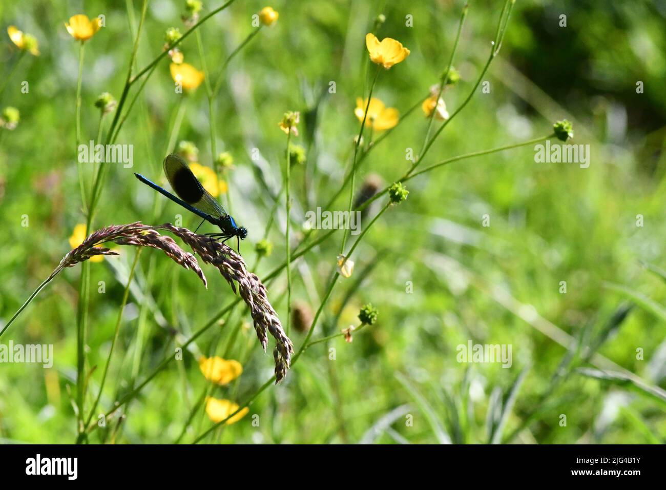 Calopteryx splendens, Banded Demoiselle, Brídeog Bhandach, Demoiselles ...