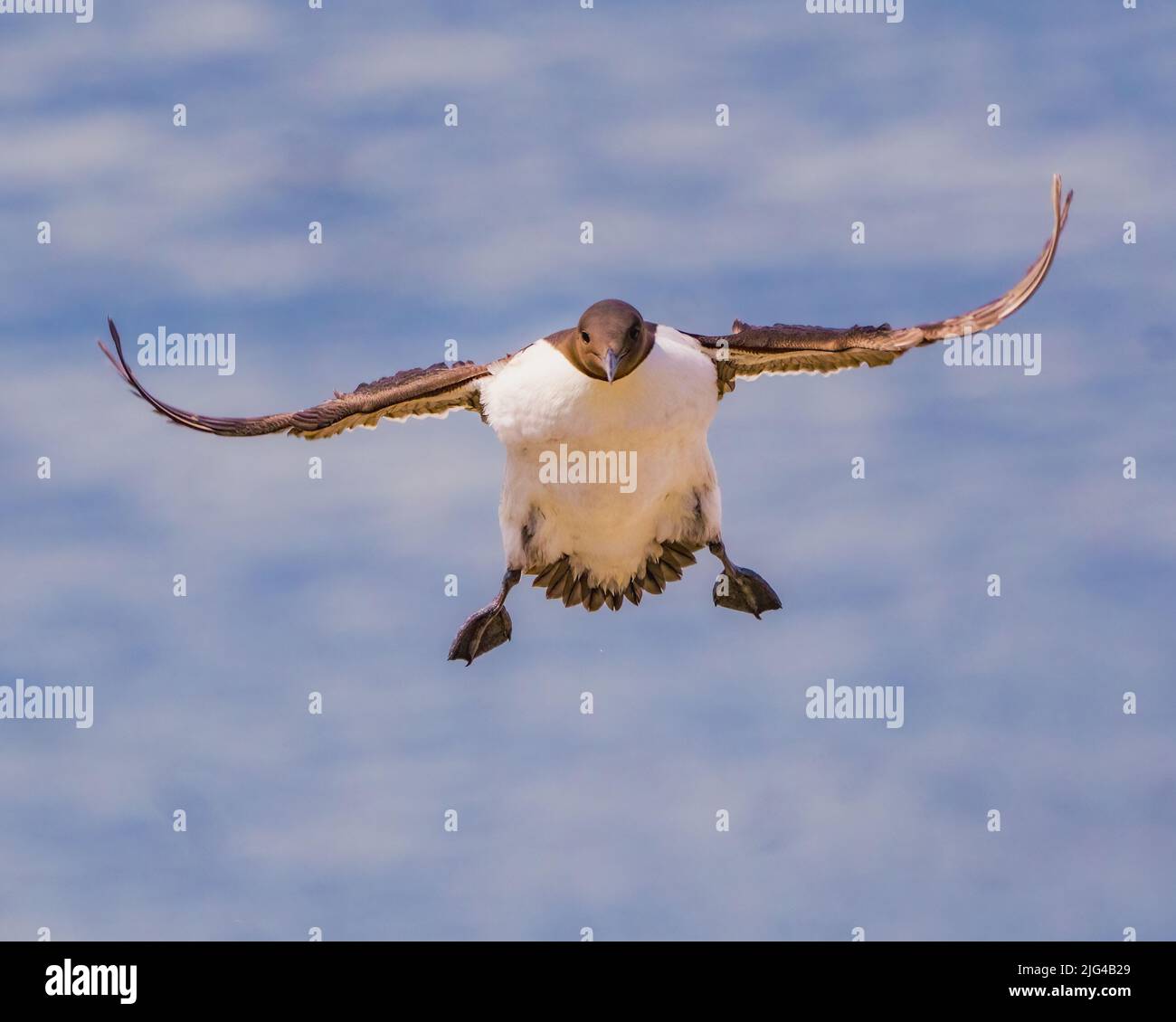 Guillemot in Flight Stock Photo - Alamy