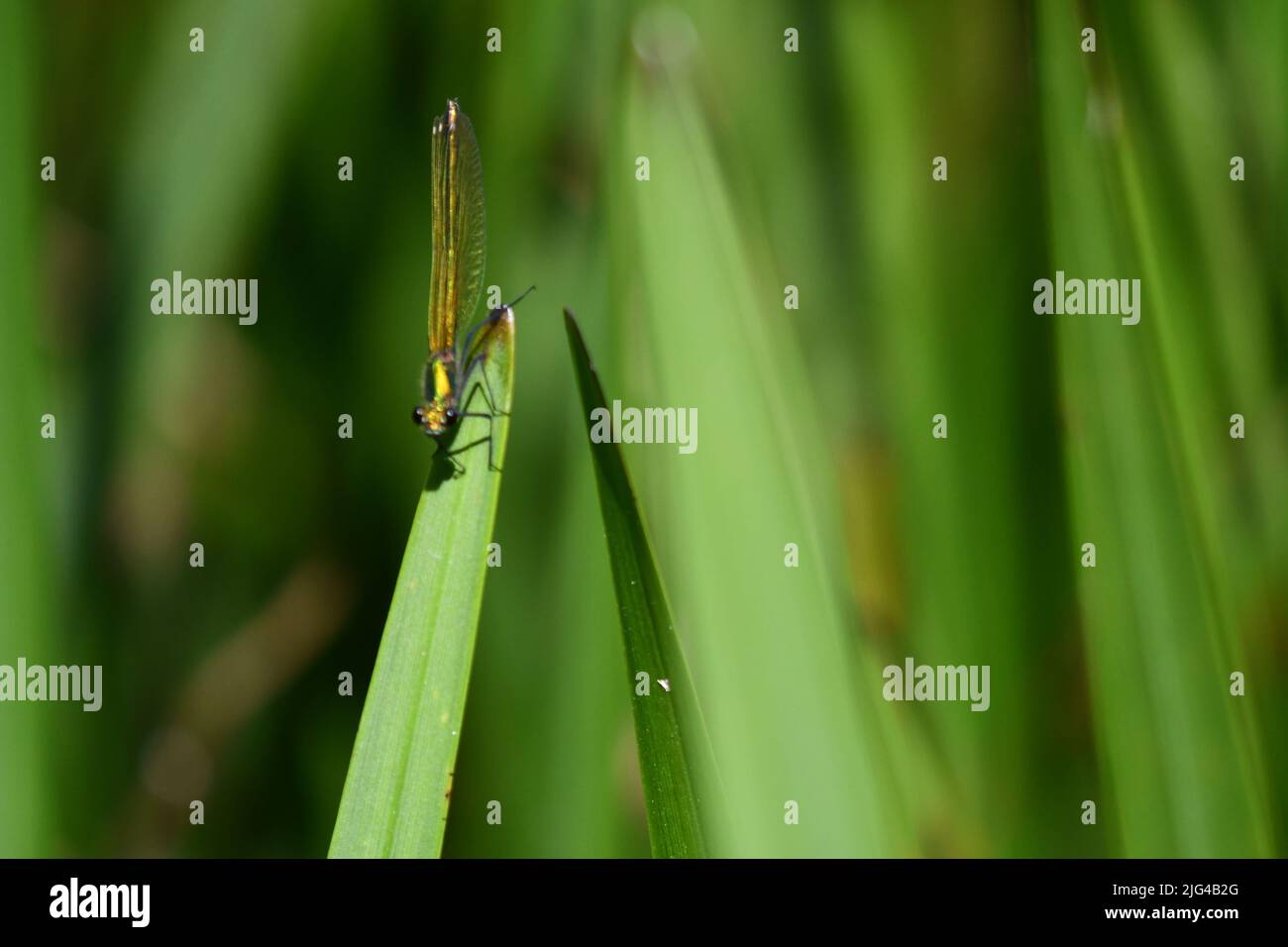 Brideog bhandach hi-res stock photography and images - Alamy