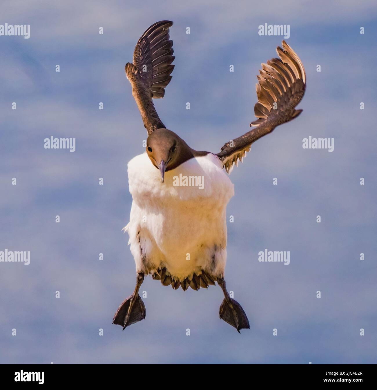 Guillemot in Flight Stock Photo - Alamy