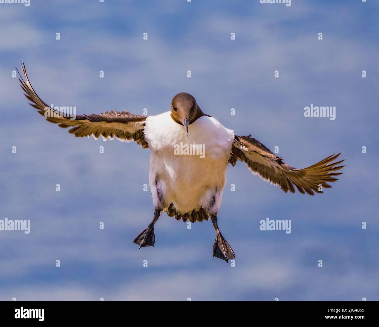 Guillemot in flight uk hi-res stock photography and images - Alamy