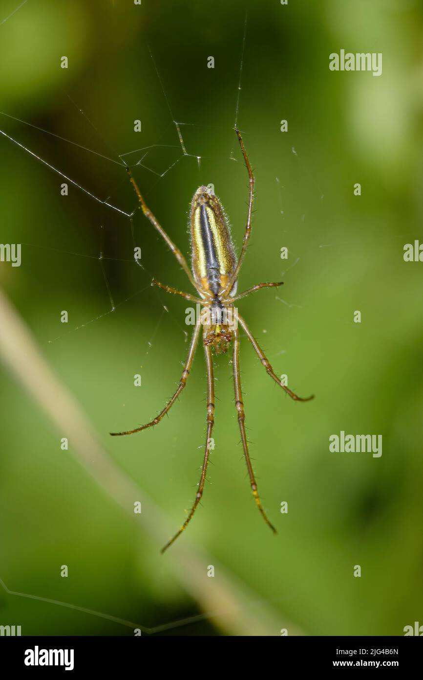 Portuguese spider hi-res stock photography and images - Alamy