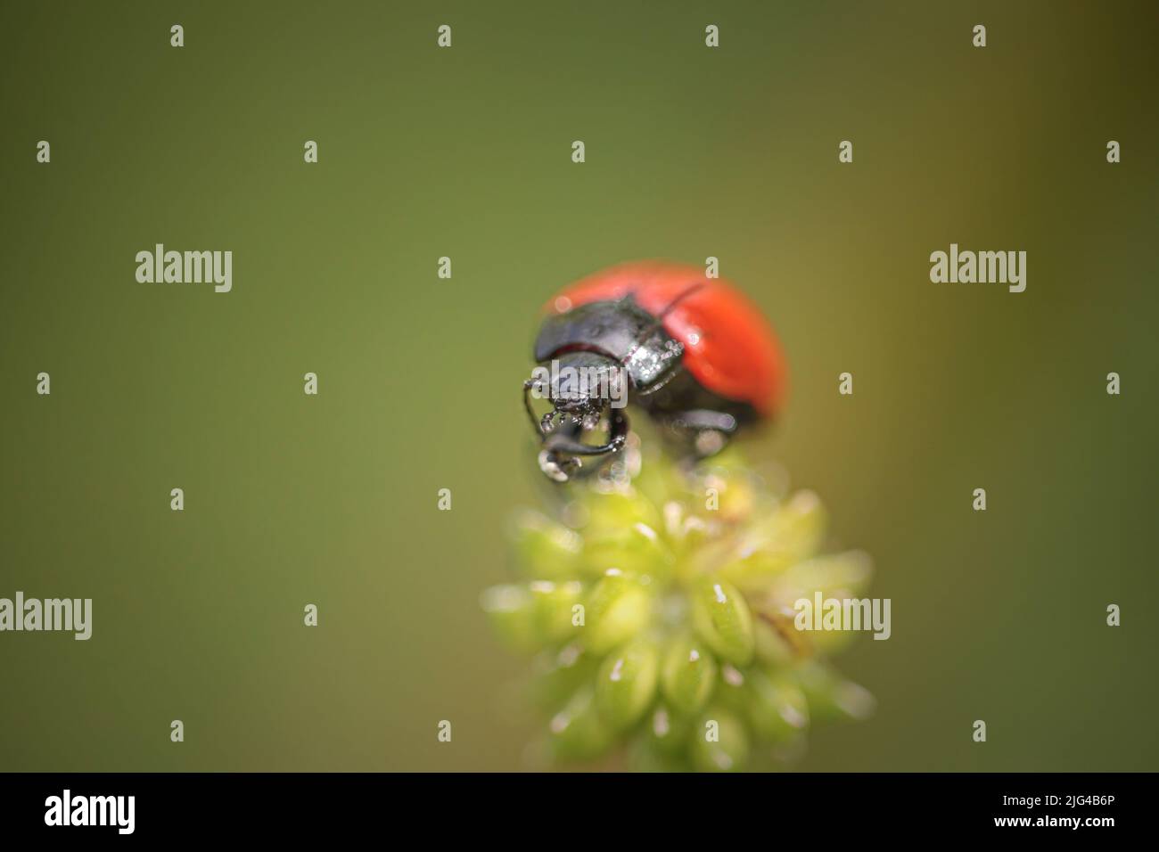 Red and black insect from a portuguese meadow Stock Photo - Alamy