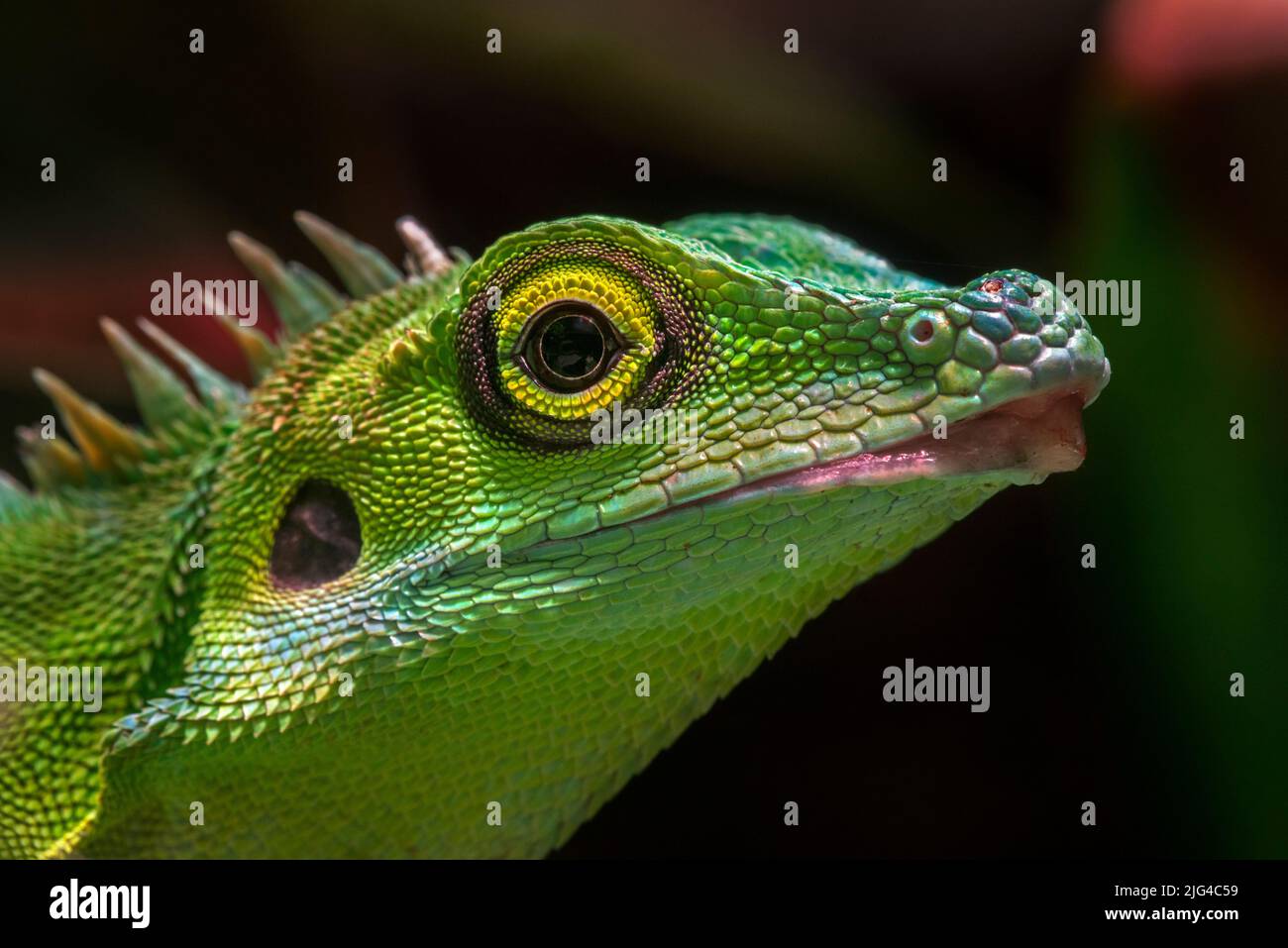Green crested lizard (Bronchocela cristatella / Agama cristatella ...