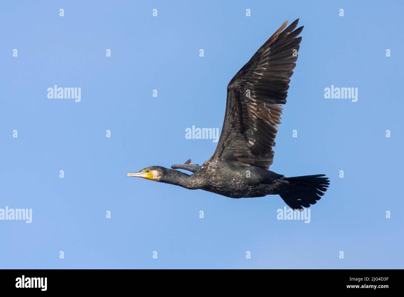 Great Cormorant (Phalacrocorax carbo sinensis), side view of an ...