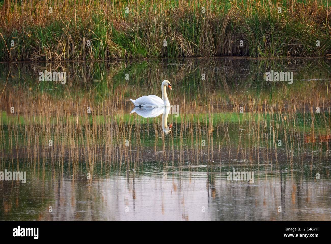 White swan swims in reeds hi-res stock photography and images - Alamy