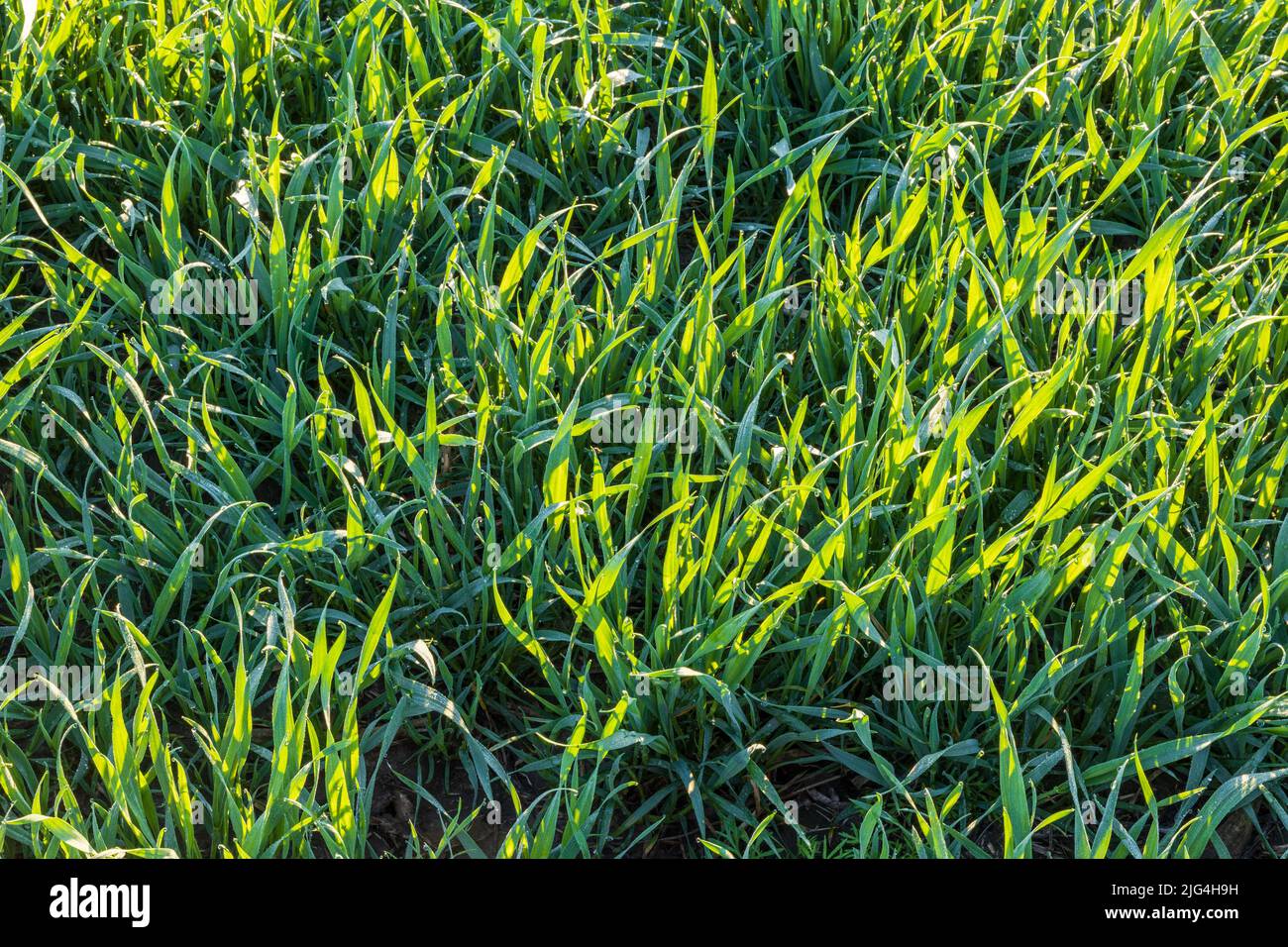 Landscape view of green fields with wheat in Ukraine Stock Photo - Alamy