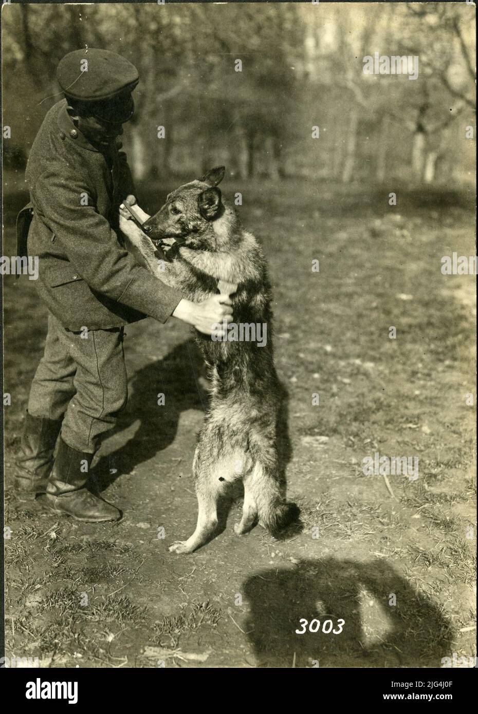 In a war dog school behind the western front. An already driven ...