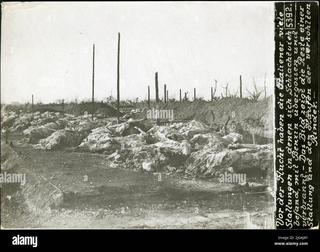 Before fleeing, the Italians poured and burned many stables in which ...