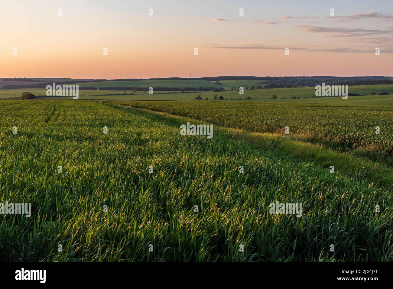 Landscape view of green fields with wheat in Ukraine Stock Photo - Alamy