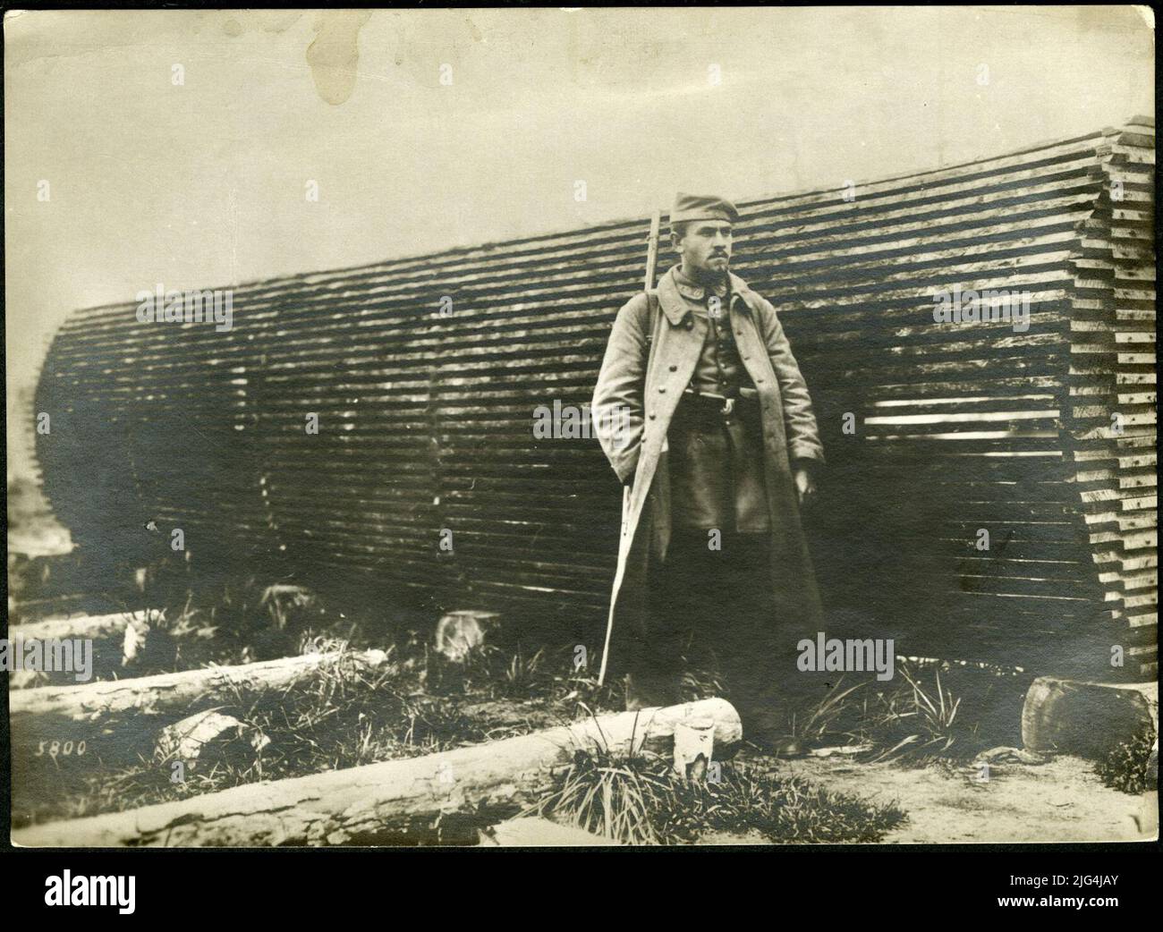 In the jungle of Bialowics. A 450 -year -old oak in the Czerlanka ...