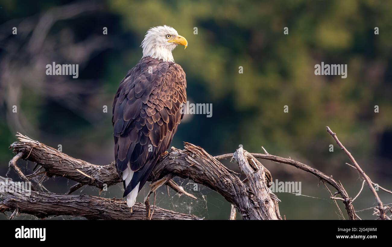 Bald Eagle by the river Stock Photo - Alamy