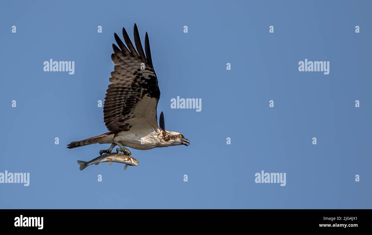 Osprey flying with a fish Stock Photo - Alamy