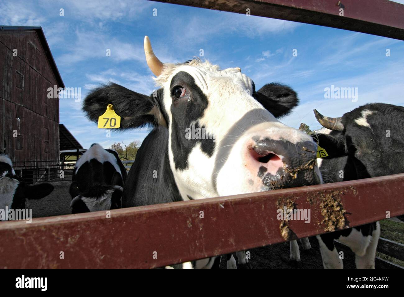 Dairy cow with ear tag on Amish Farm in Ohio Stock Photo - Alamy