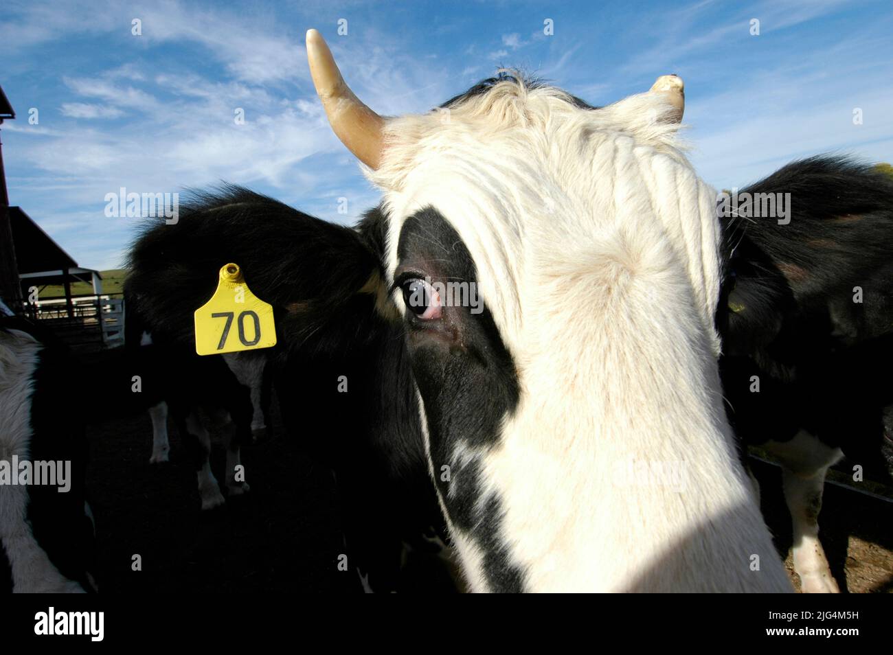 Dairy cow with ear tag on Amish Farm in Ohio Stock Photo - Alamy
