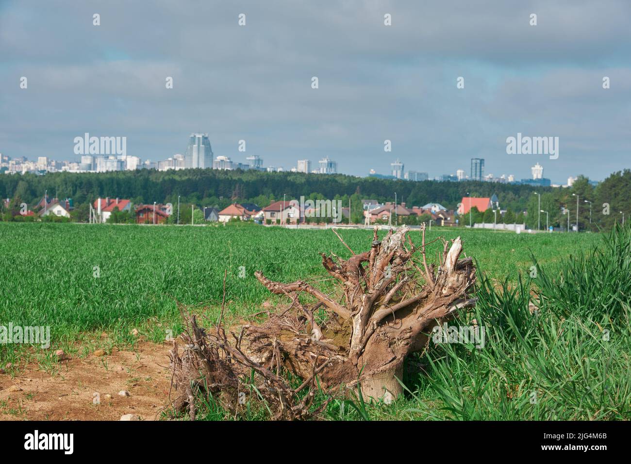 Upturned tree roots hi-res stock photography and images - Alamy