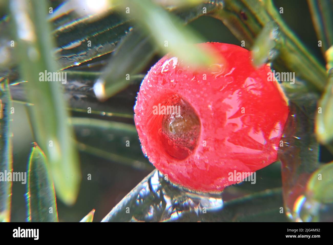 Rote eibenbeere hi-res stock photography and images - Alamy