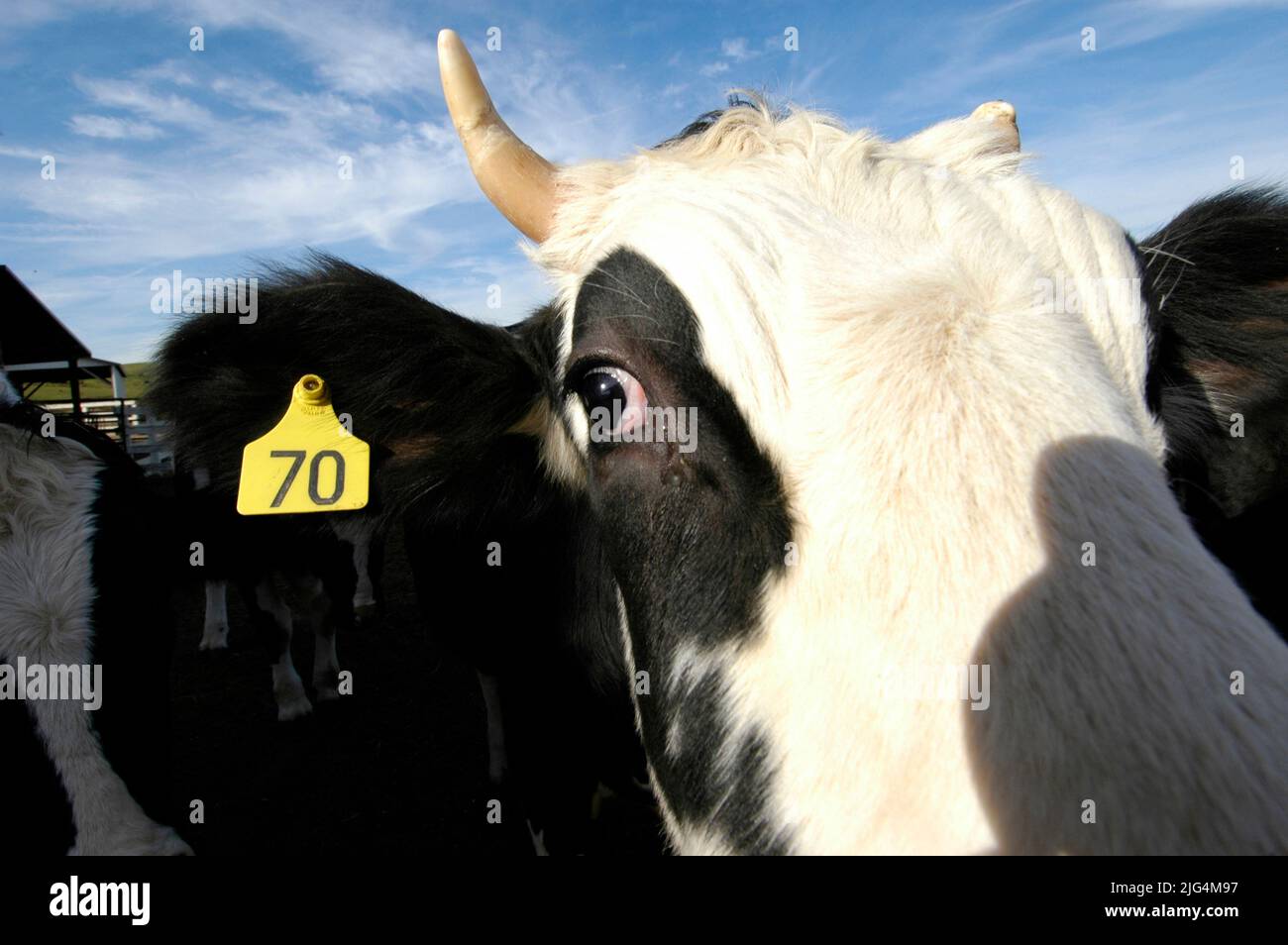 Dairy cow with ear tag on Amish Farm in Ohio Stock Photo - Alamy