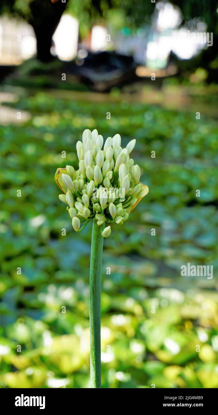 Beautiful flower of Agapanthus africanus also known as lily of the nile ...