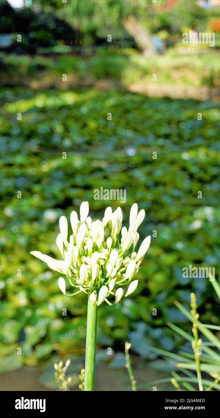 Beautiful flower of Agapanthus africanus also known as lily of the nile ...