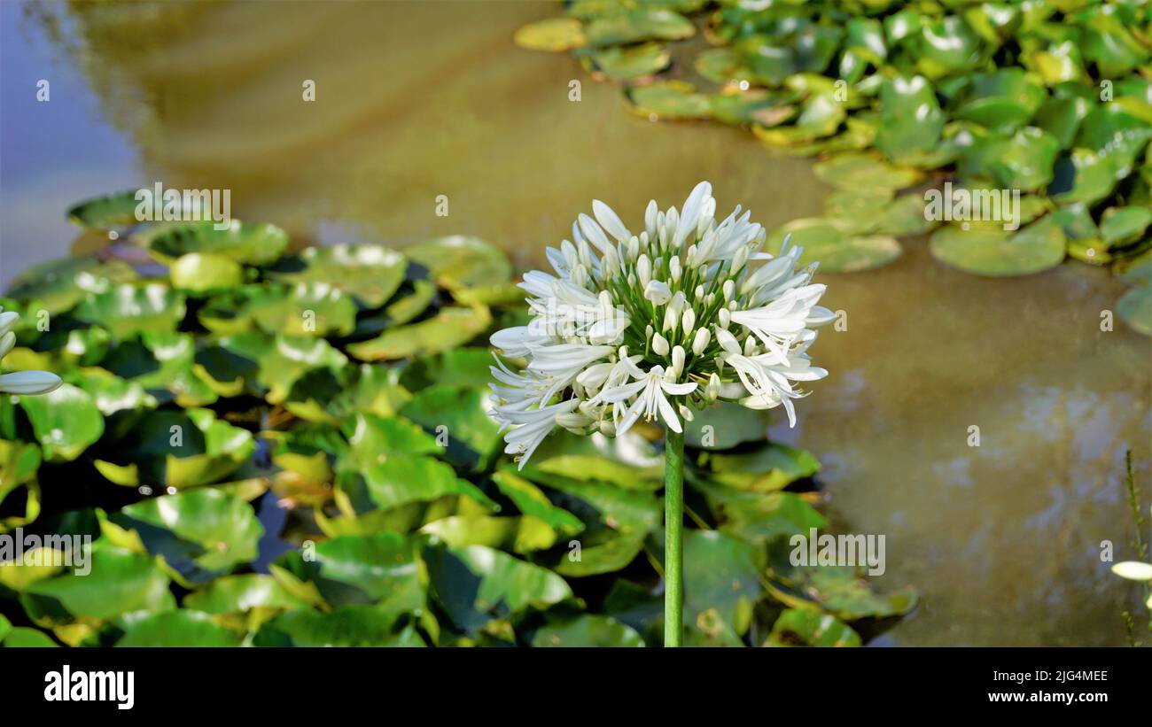 Beautiful flower of Agapanthus africanus also known as lily of the nile ...