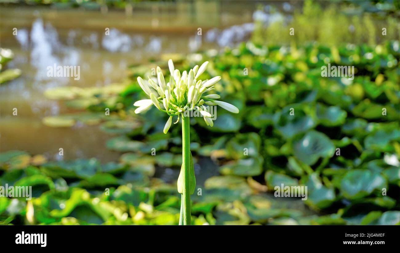 Beautiful flower of Agapanthus africanus also known as lily of the nile ...