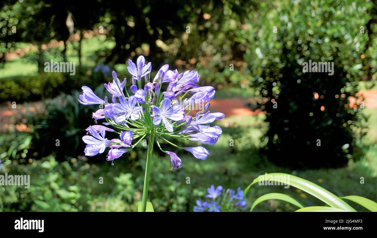 Beautiful flower of Agapanthus africanus also known as lily of the nile ...