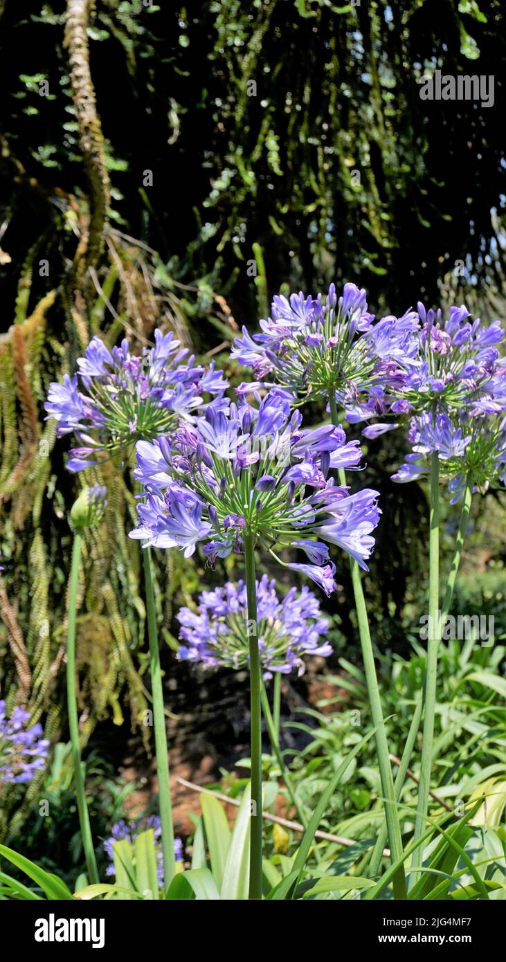 Beautiful flower of Agapanthus africanus also known as lily of the nile ...