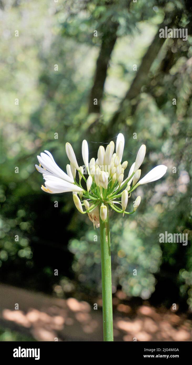 Beautiful flower of Agapanthus africanus also known as lily of the nile ...