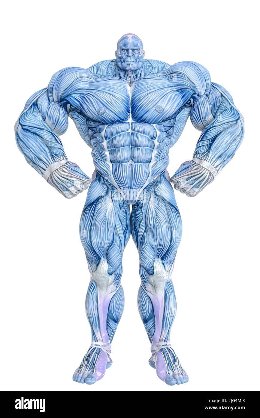 muscle maps of a strong man standing up with power. This guy in ...