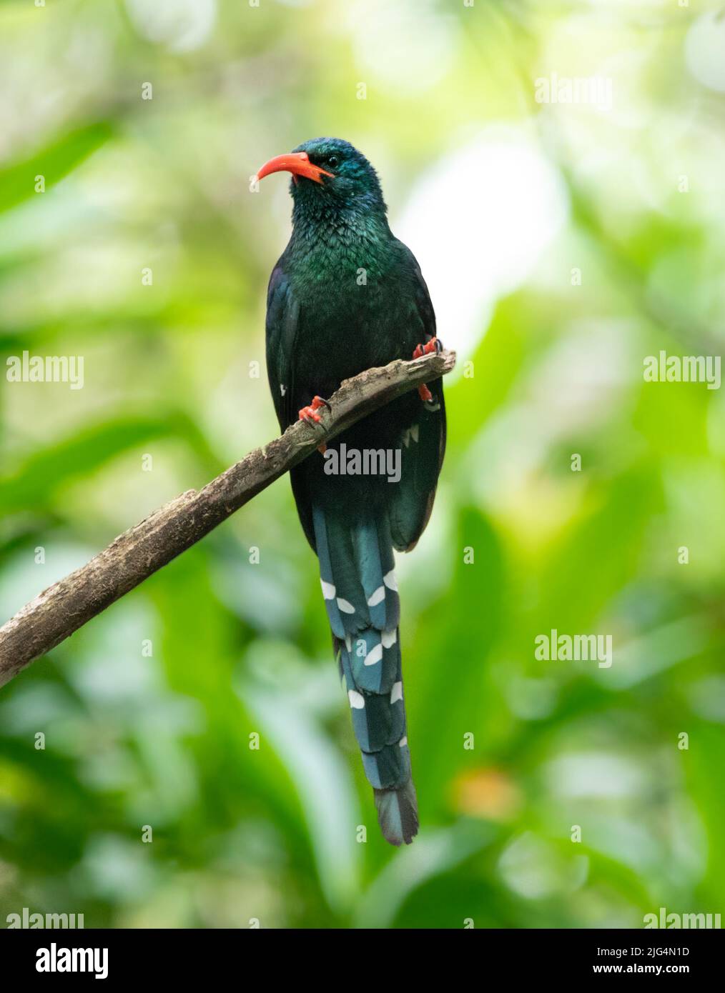 Hoopoe wallpaper hi-res stock photography and images - Alamy