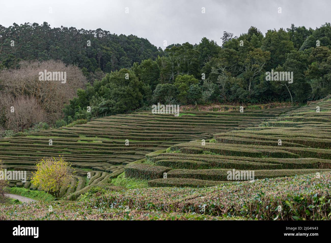 Tea plantation in Sao Miguel island. Azores, Portugal Stock Photo - Alamy