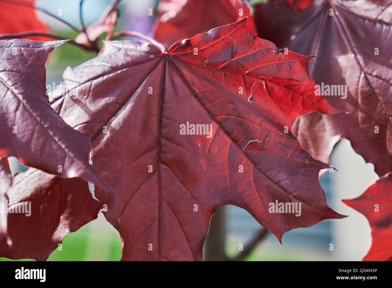 Palmate pattern hi-res stock photography and images - Alamy