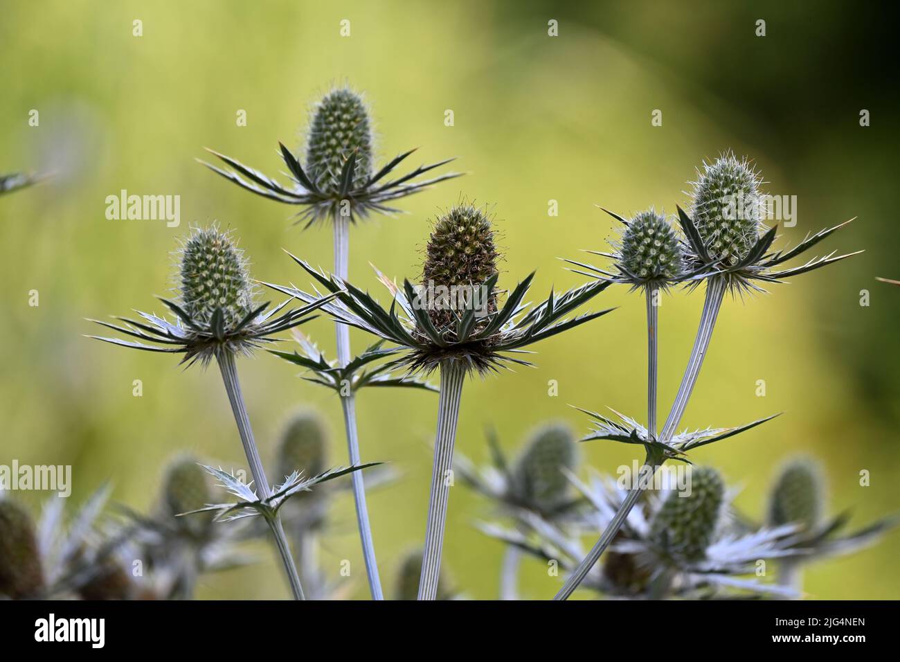 Disteln hi-res stock photography and images - Alamy