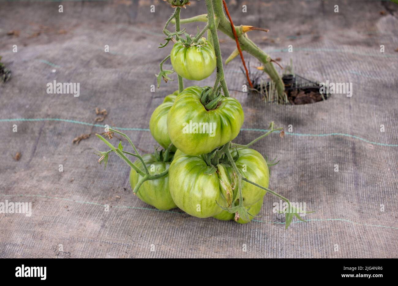 organic, green tomatoes are very healthy and tasty Stock Photo - Alamy