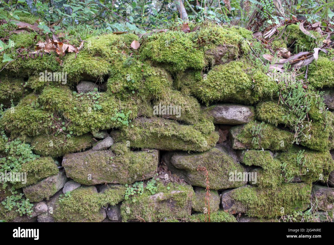 stone wall in the middle of the forest Stock Photo - Alamy