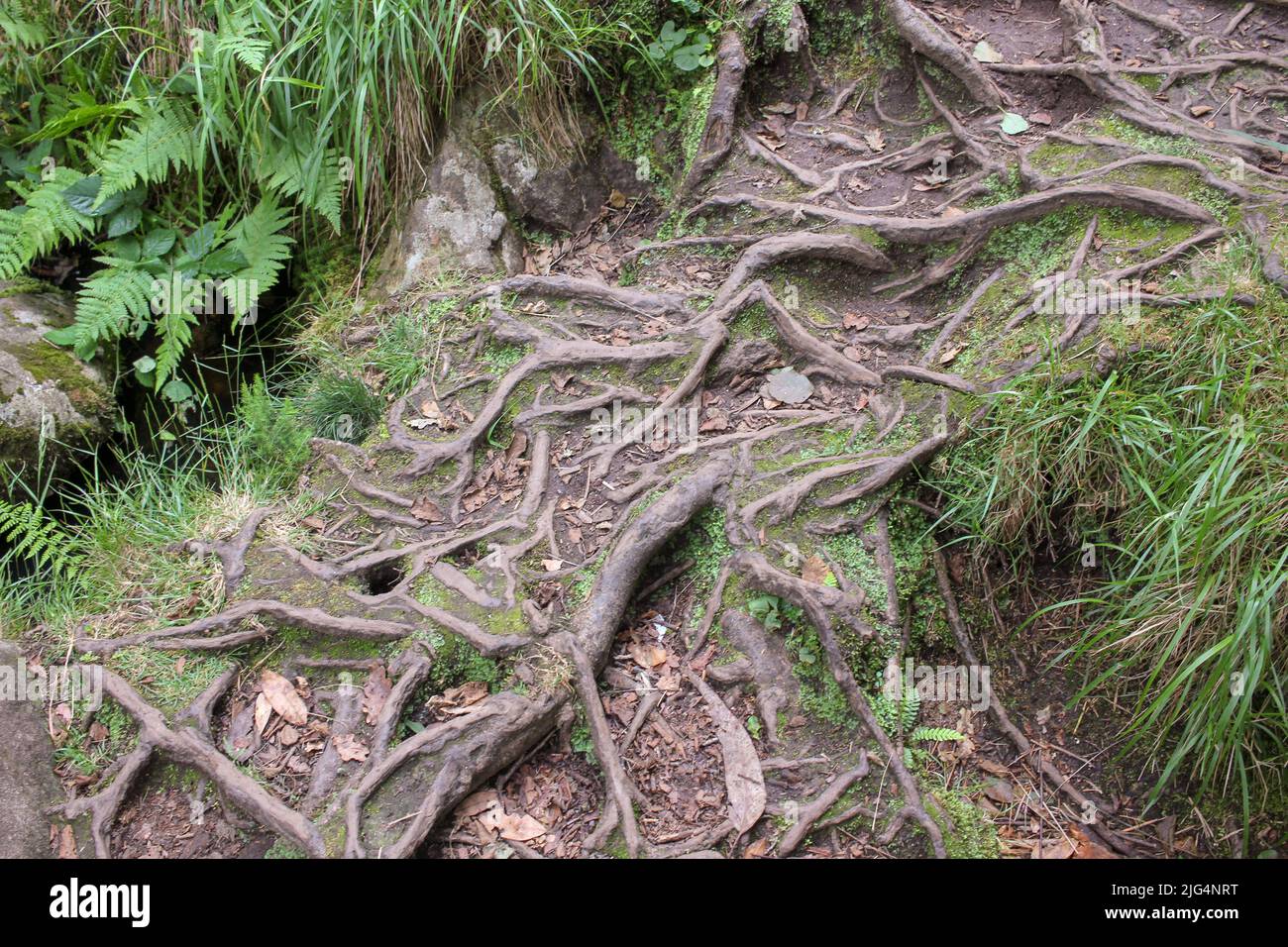 tree roots in our way across the forest Stock Photo - Alamy
