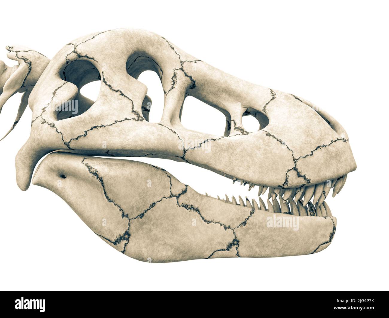 Side view tyrannosaurus rex dinosaur Cut Out Stock Images & Pictures ...