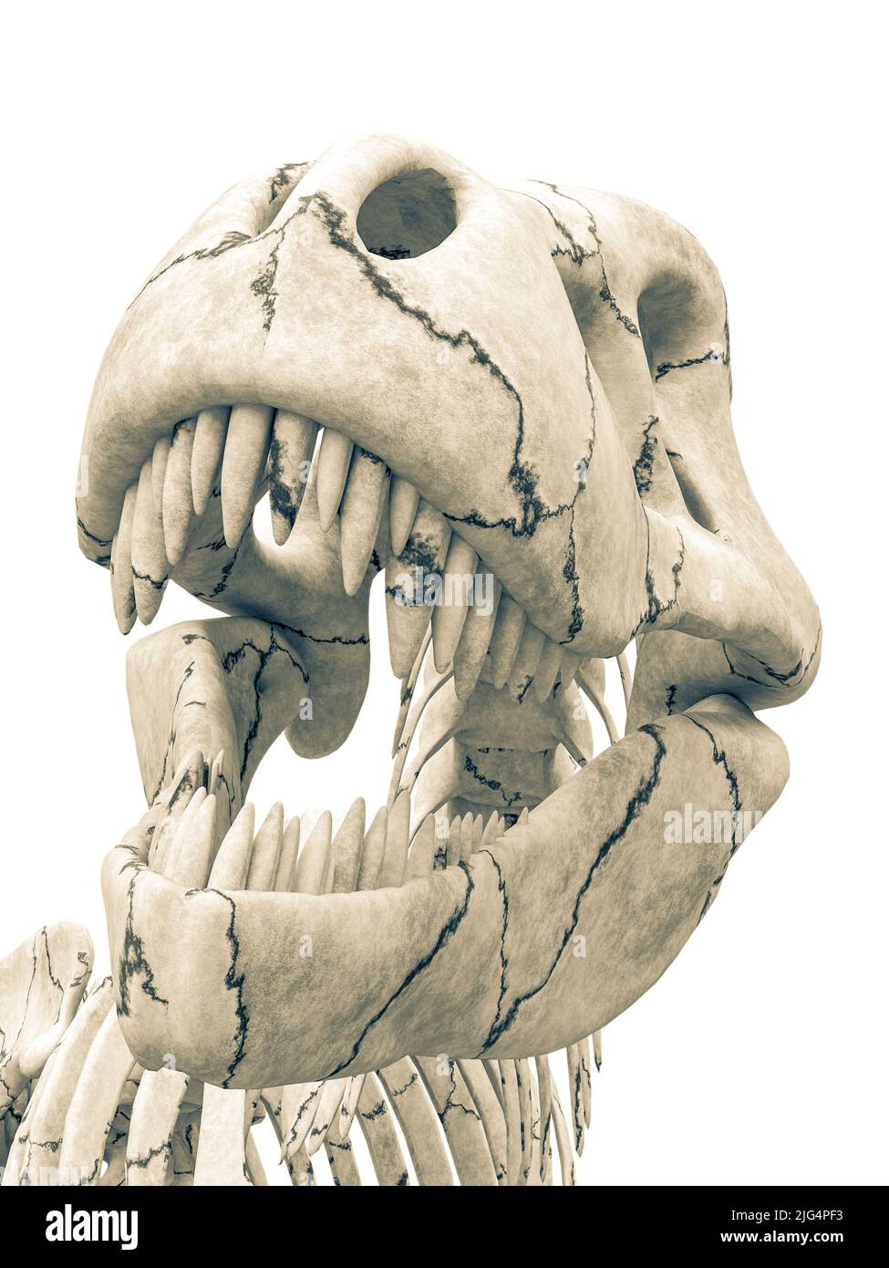 tyrannosaur skeleton portrait, 3d illustration Stock Photo - Alamy