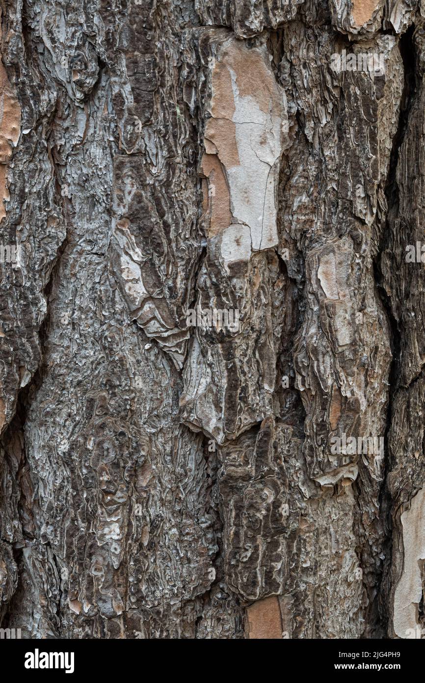 Tree bark texture closeup. Wooden backdrop Stock Photo - Alamy