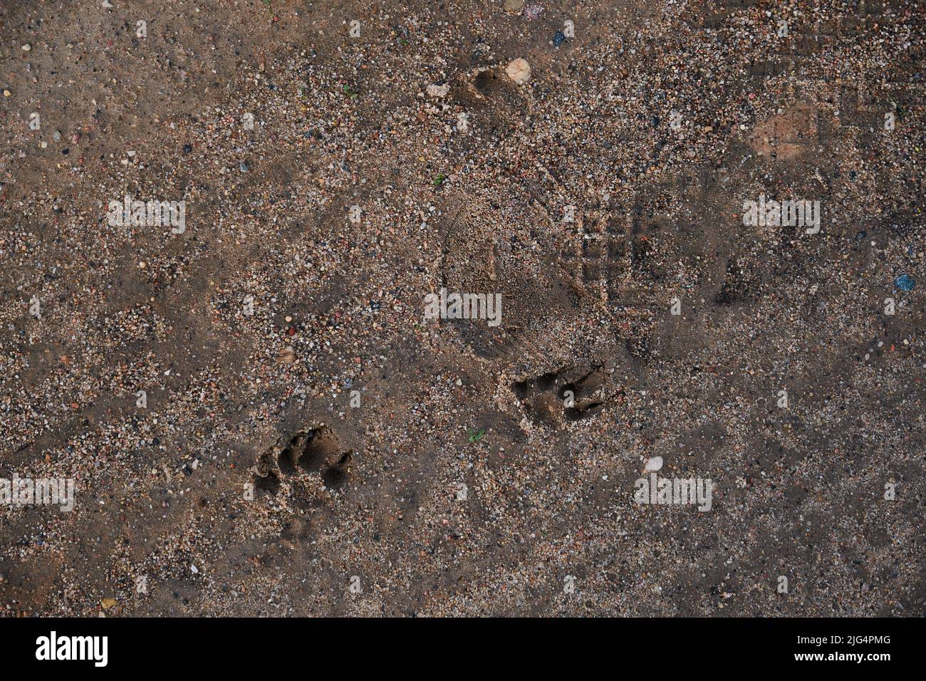 Traces on the wet sand dog paw prints up Stock Photo - Alamy