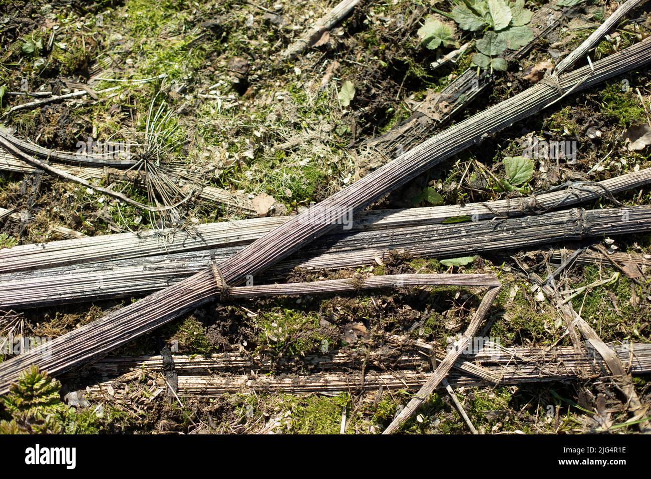 Swamp grasses in forests. Spring plants. Texture of wooded area. Dry ...